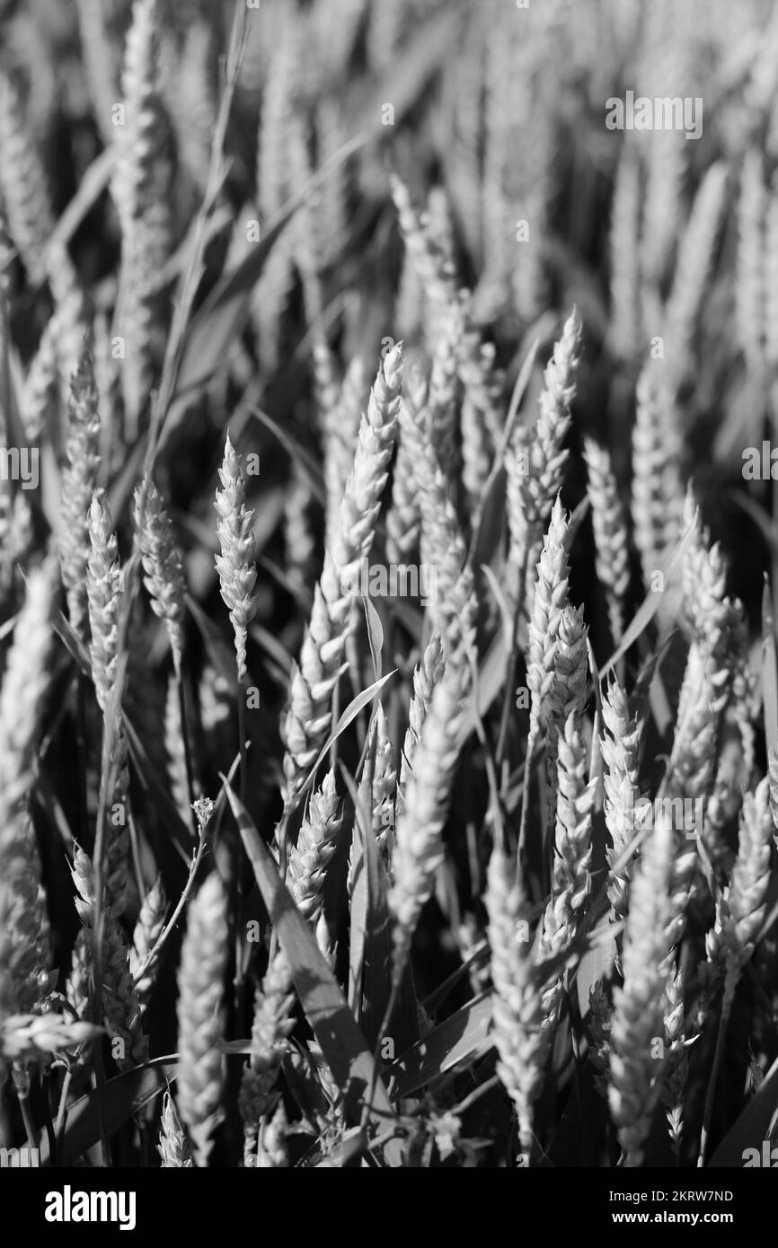 Typical common farm fields full of wheat growing in the morning sun in ...