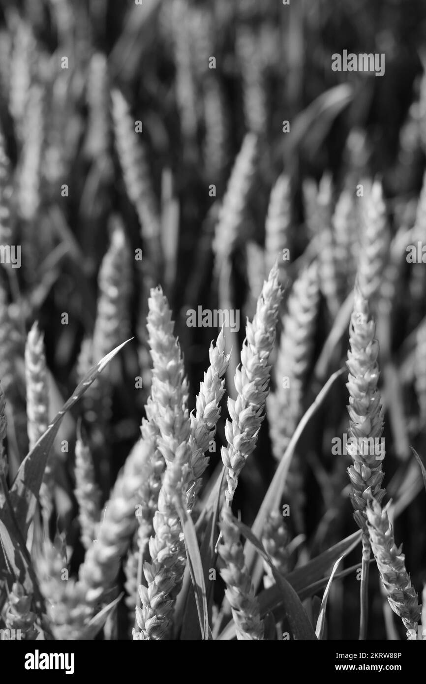 Typical common farm fields full of wheat growing in the morning sun in ...