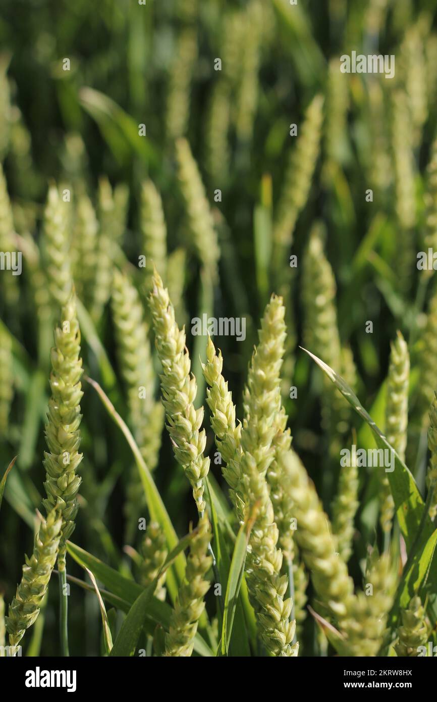 Typical common farm fields full of wheat growing in the morning sun ...