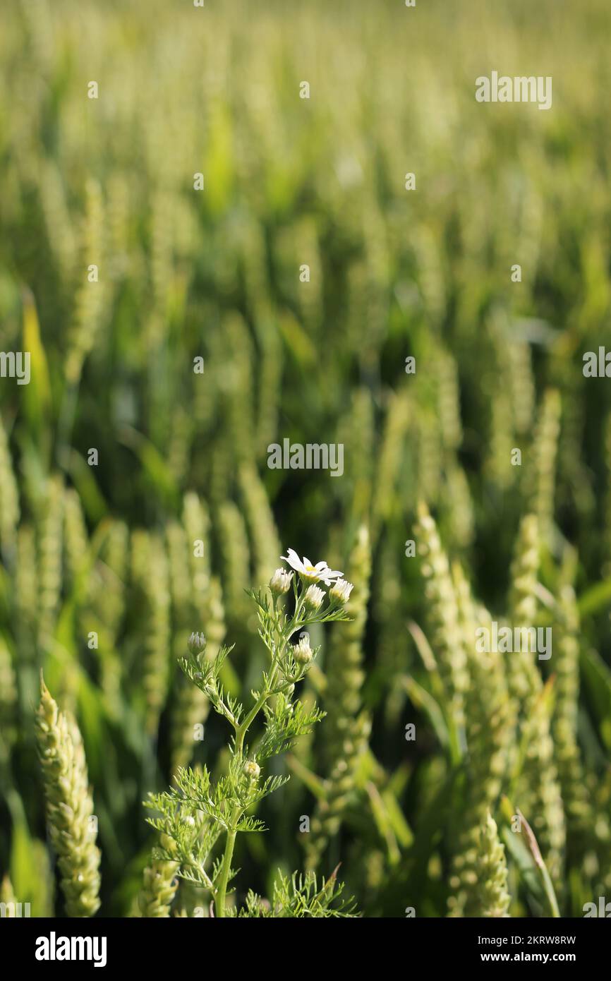 Typical common farm fields full of wheat growing in the morning sun ...