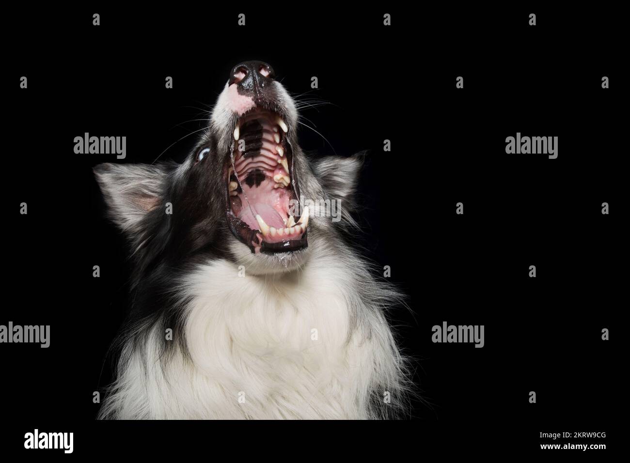 Dog snaps for a treat on black background Stock Photo - Alamy