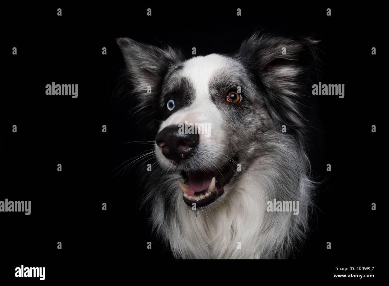 Dog snaps for a treat on black background Stock Photo - Alamy