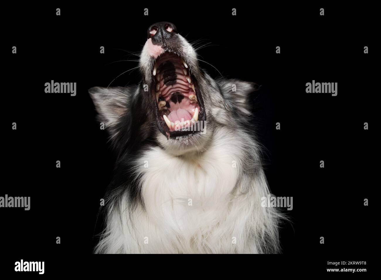 Dog snaps for a treat on black background Stock Photo - Alamy