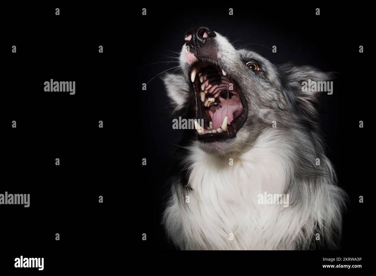 Dog snaps for a treat on black background Stock Photo - Alamy