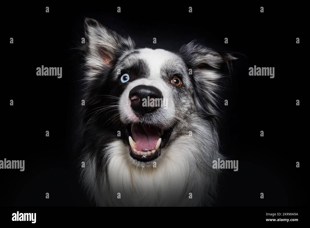 Dog snaps for a treat on black background Stock Photo - Alamy