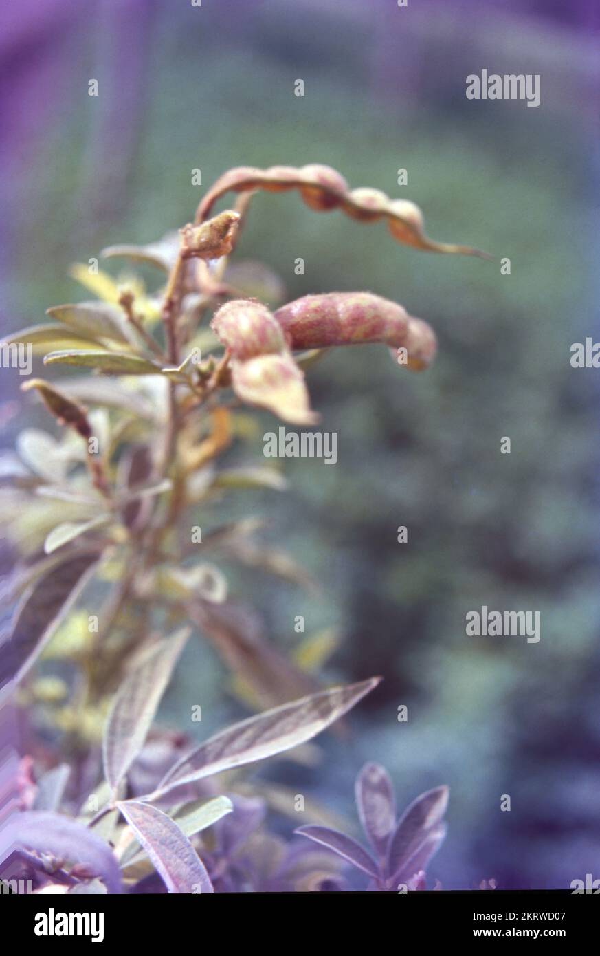 The pigeon pea is a perennial legume from the family Fabaceae native to ...