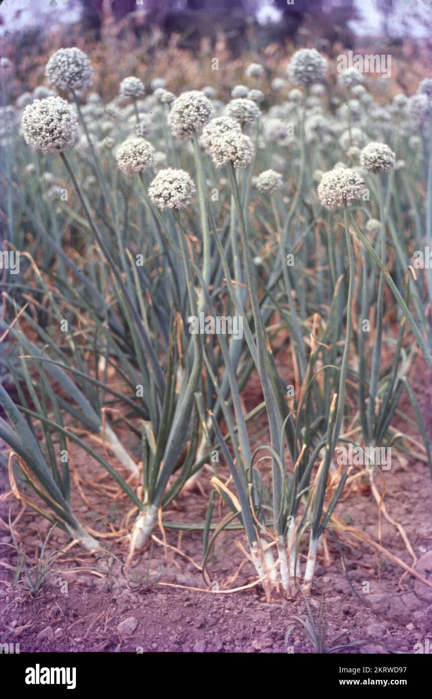 An onion, also known as the bulb onion or common onion, is a vegetable ...