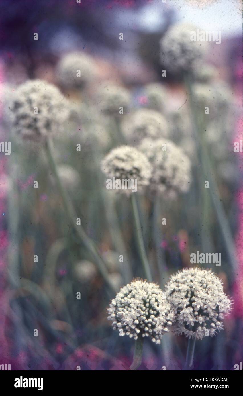 An onion, also known as the bulb onion or common onion, is a vegetable ...