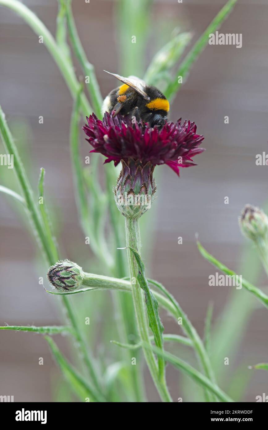 Honeybee collects pollen from Centaurea blackboy flower Stock Photo - Alamy