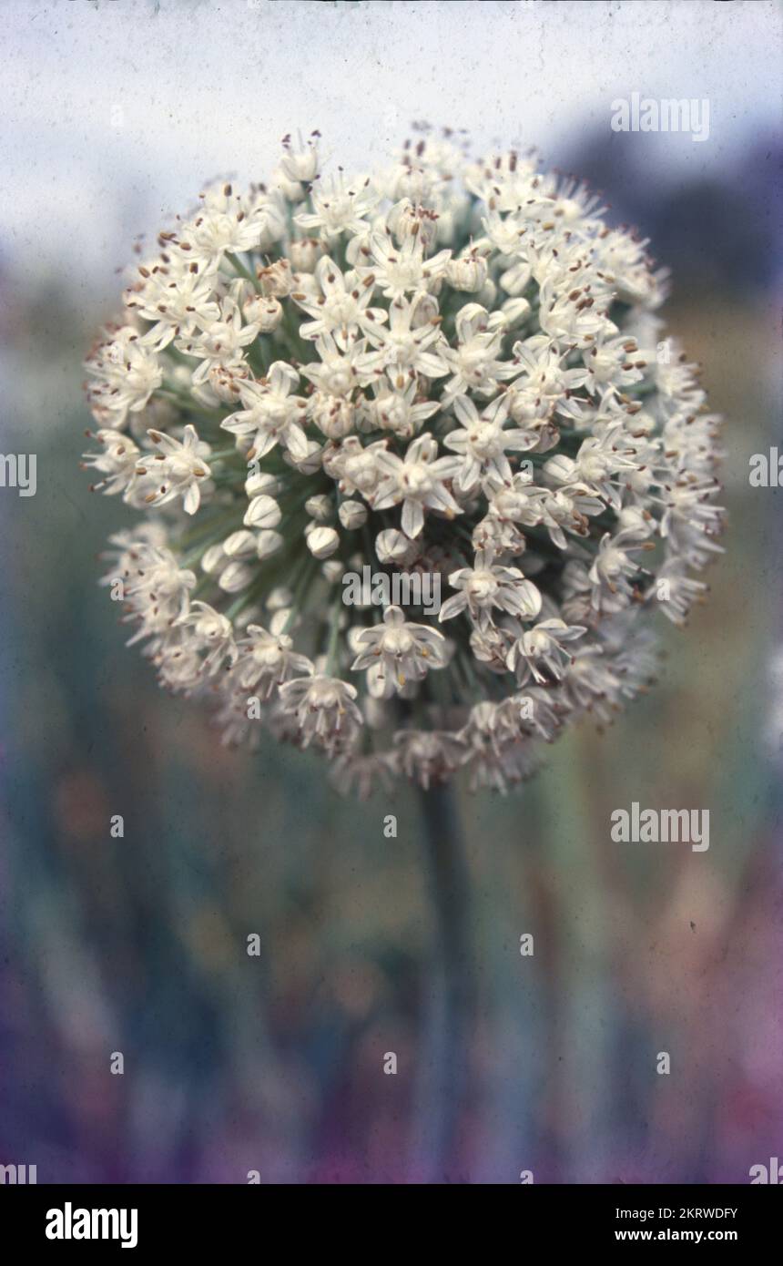 An onion, also known as the bulb onion or common onion, is a vegetable ...