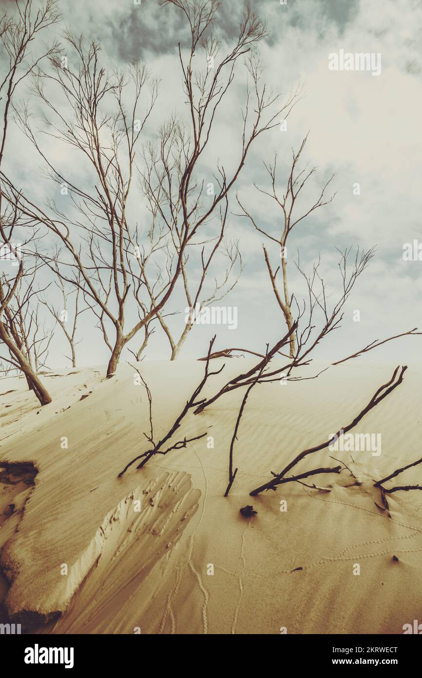 Scenic Arid Landscape On The Tip Of A Sandy Desert Dune With Protruding