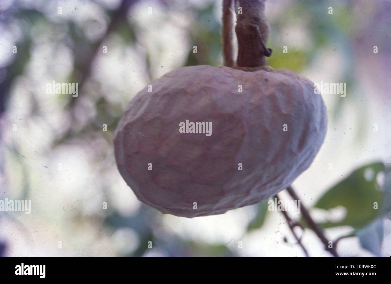 Ramphal has a sweet flavour, contrary to tomatoes which have a sour ...