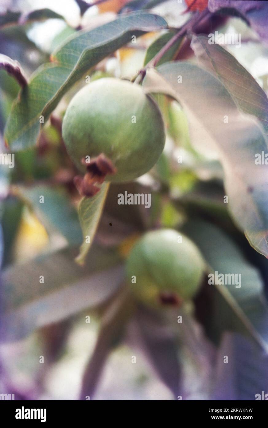 Psidium guajava, the common guava, yellow guava, lemon guava, or apple ...