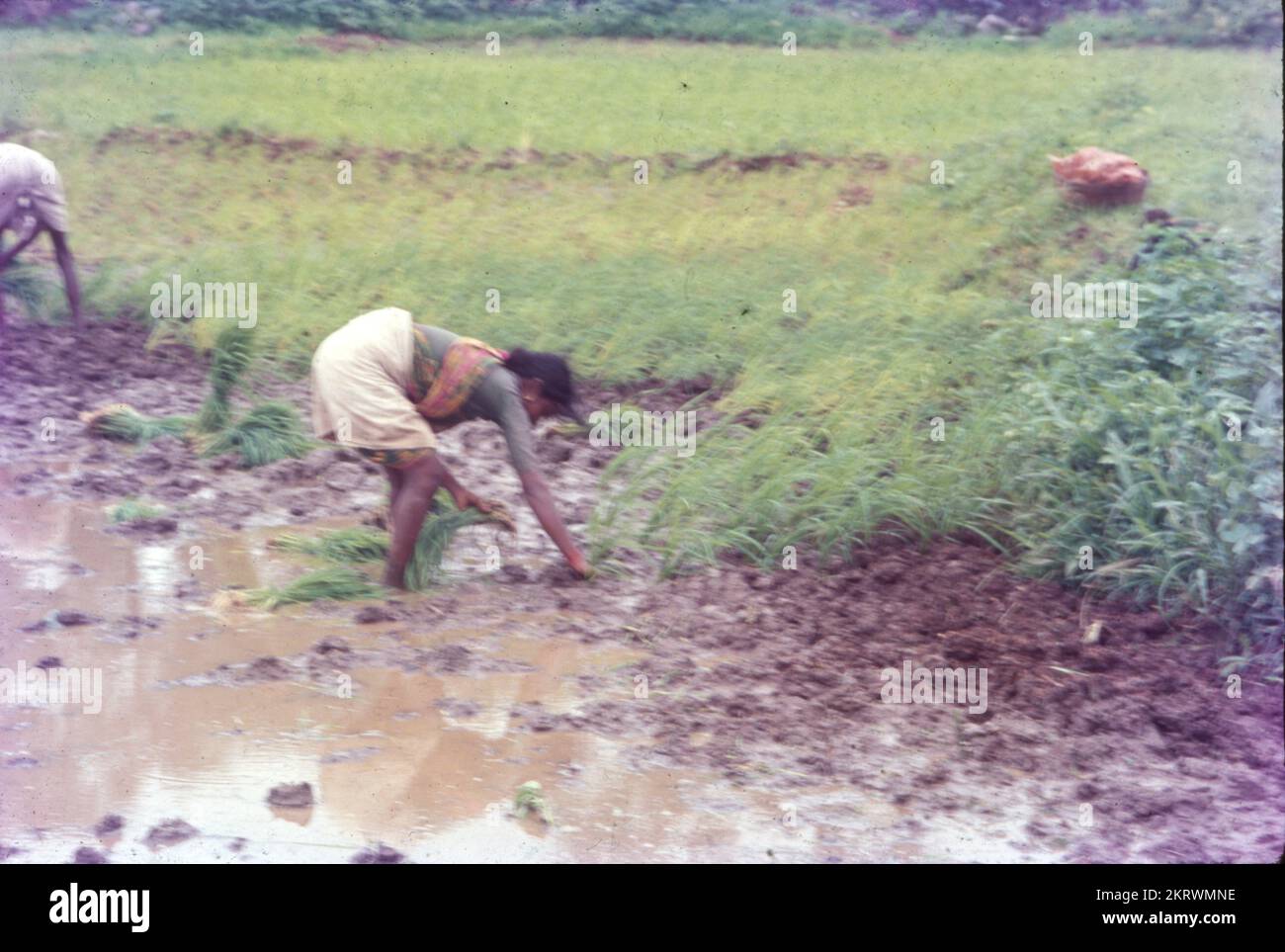 Oryza sativa, commonly known as Asian rice or indica rice, is the plant ...