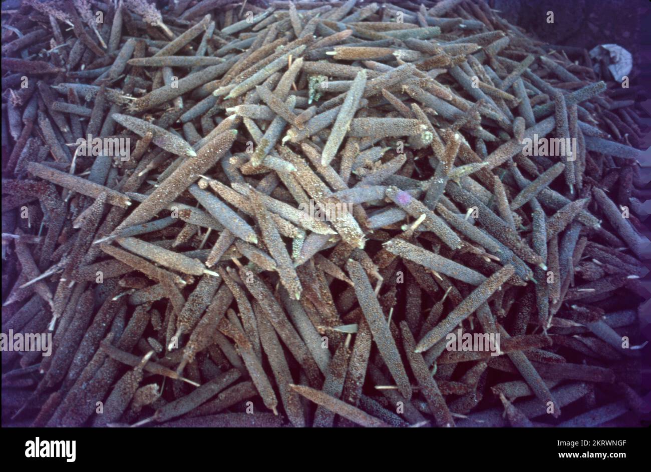 Bulrush milet hi-res stock photography and images - Alamy
