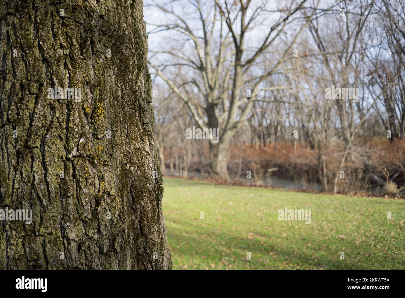 Tree trunk close up with more trees in background Stock Photo - Alamy