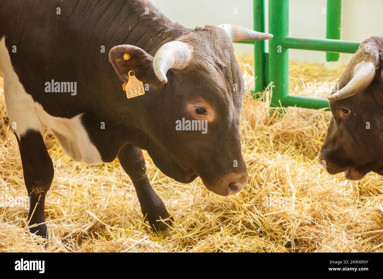 Autochthonous spanish breed hi-res stock photography and images - Alamy