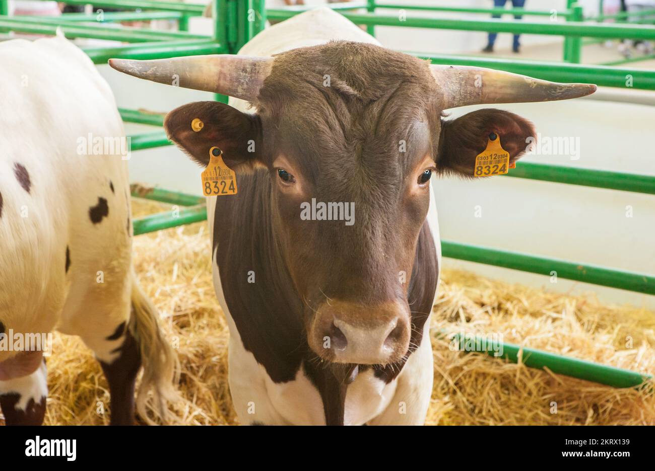 Zafra, Spain - Oct 10th, 2022: Zafra International Livestock Fair ...