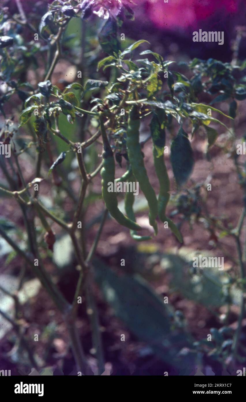 Chili peppers, from Nahuatl chīlli, are varieties of the berry-fruit of ...