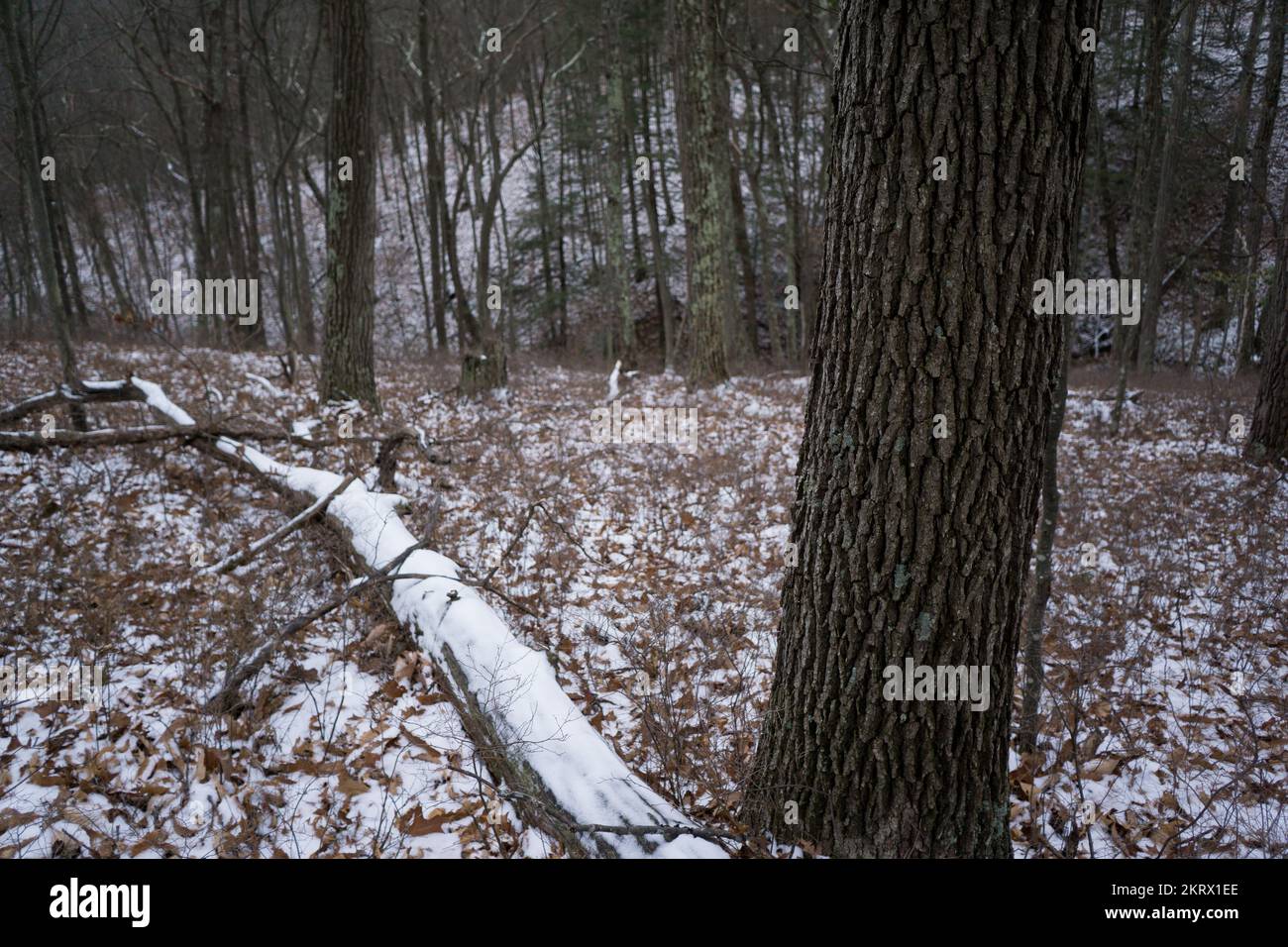 Steege hill nature preserve hi-res stock photography and images - Alamy