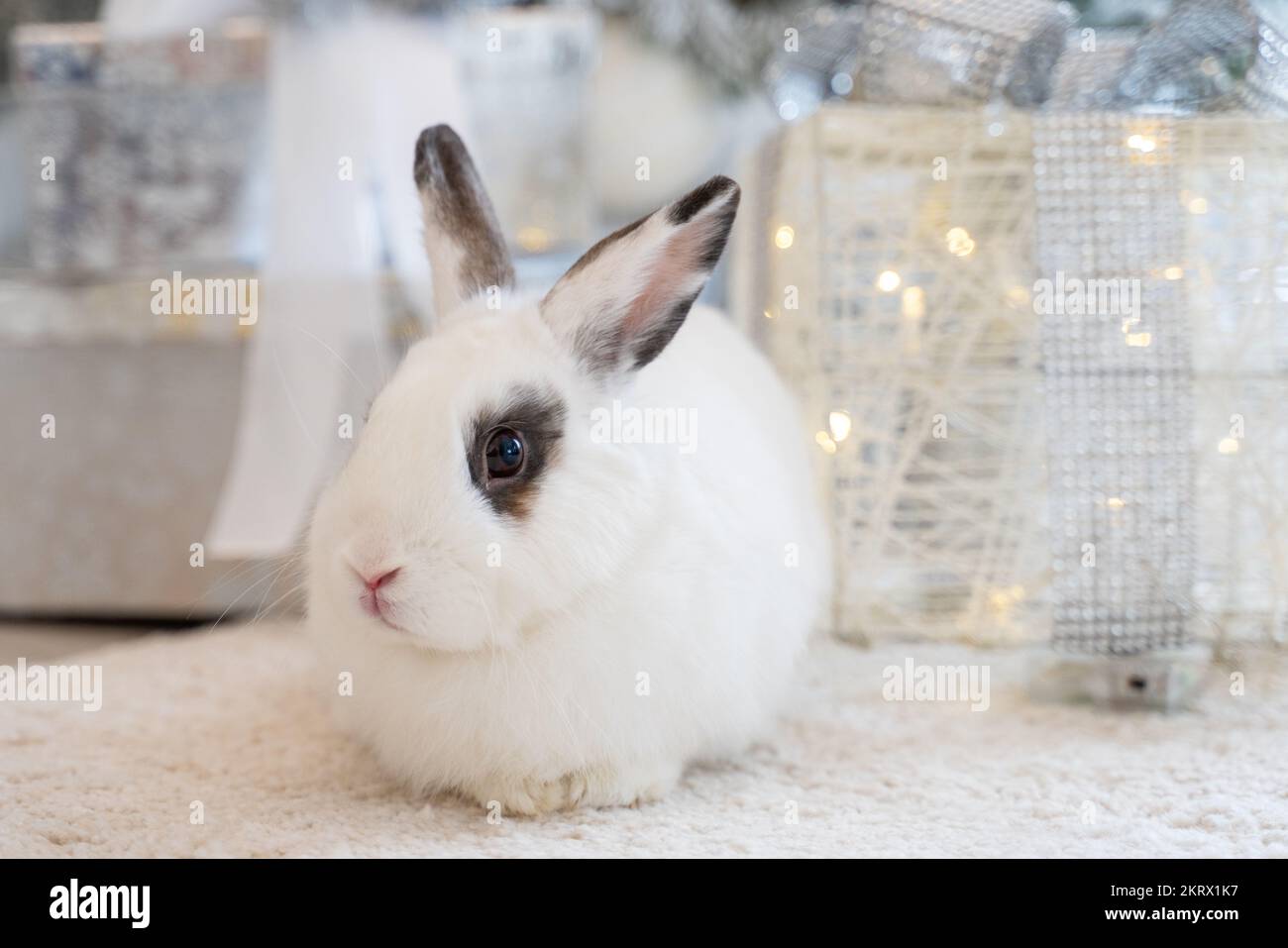 White rabbit with a gift under the tree as a symbol of the new year ...