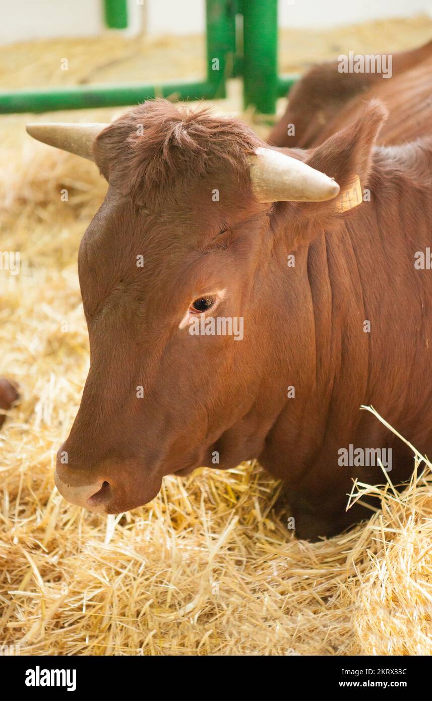 Improve livestock breeds hi-res stock photography and images - Alamy