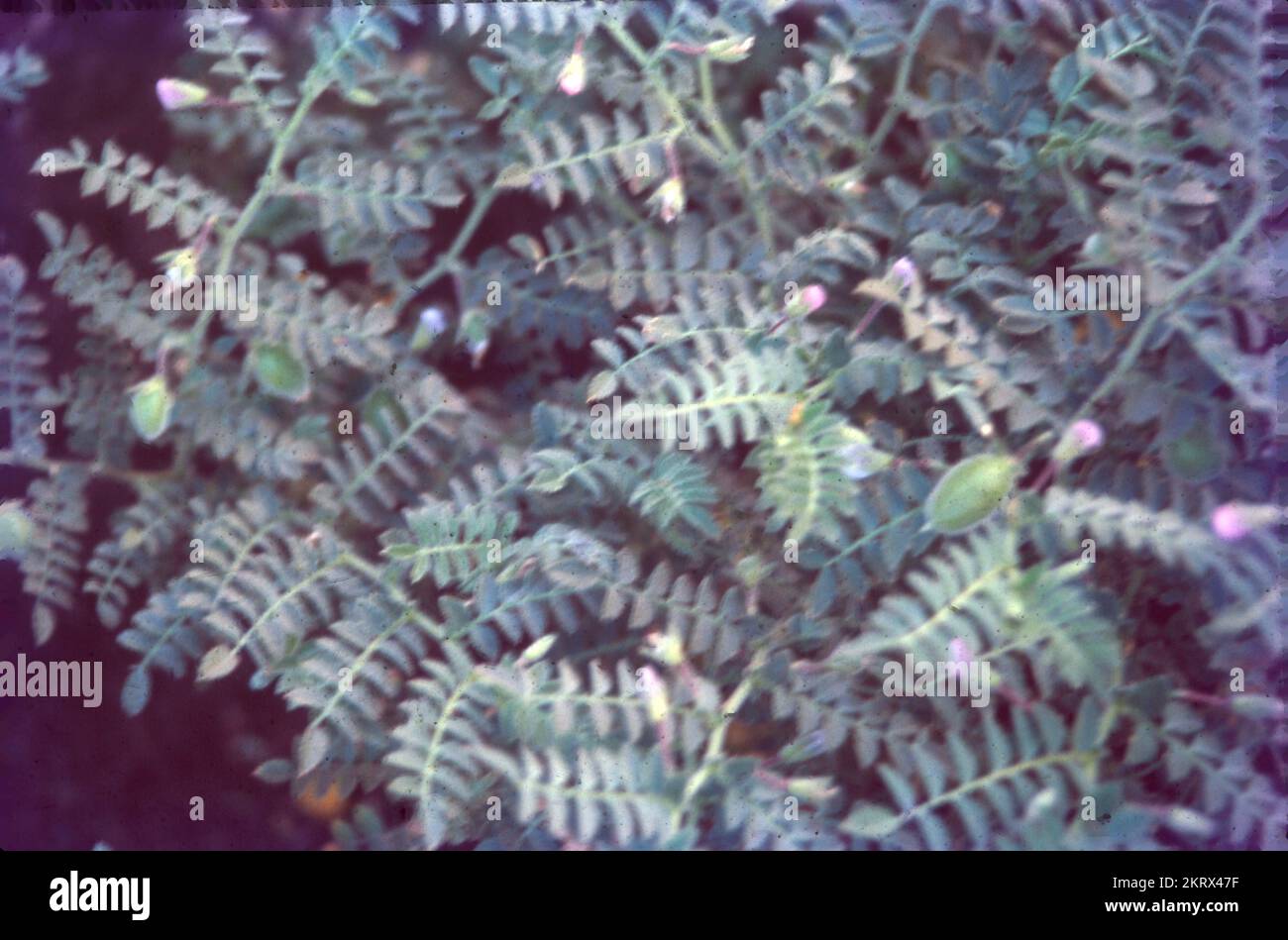 Faboideae family hi-res stock photography and images - Alamy