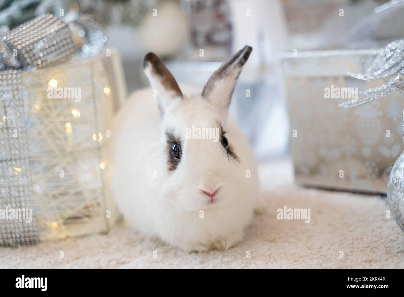 White rabbit with a gift under the tree as a symbol of the new year ...