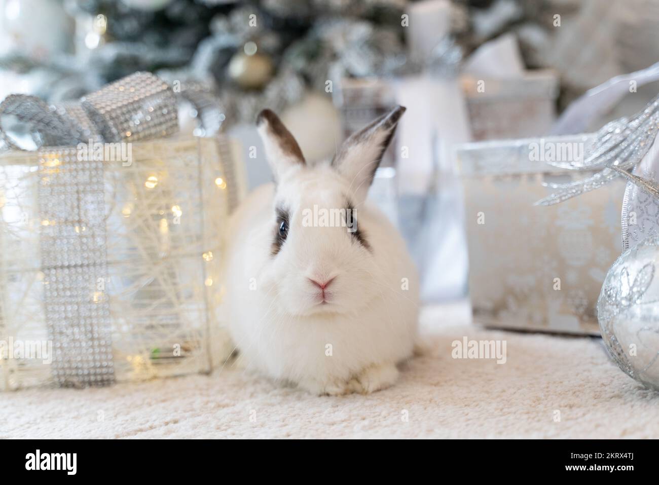 Rabbit under tree hi-res stock photography and images - Alamy
