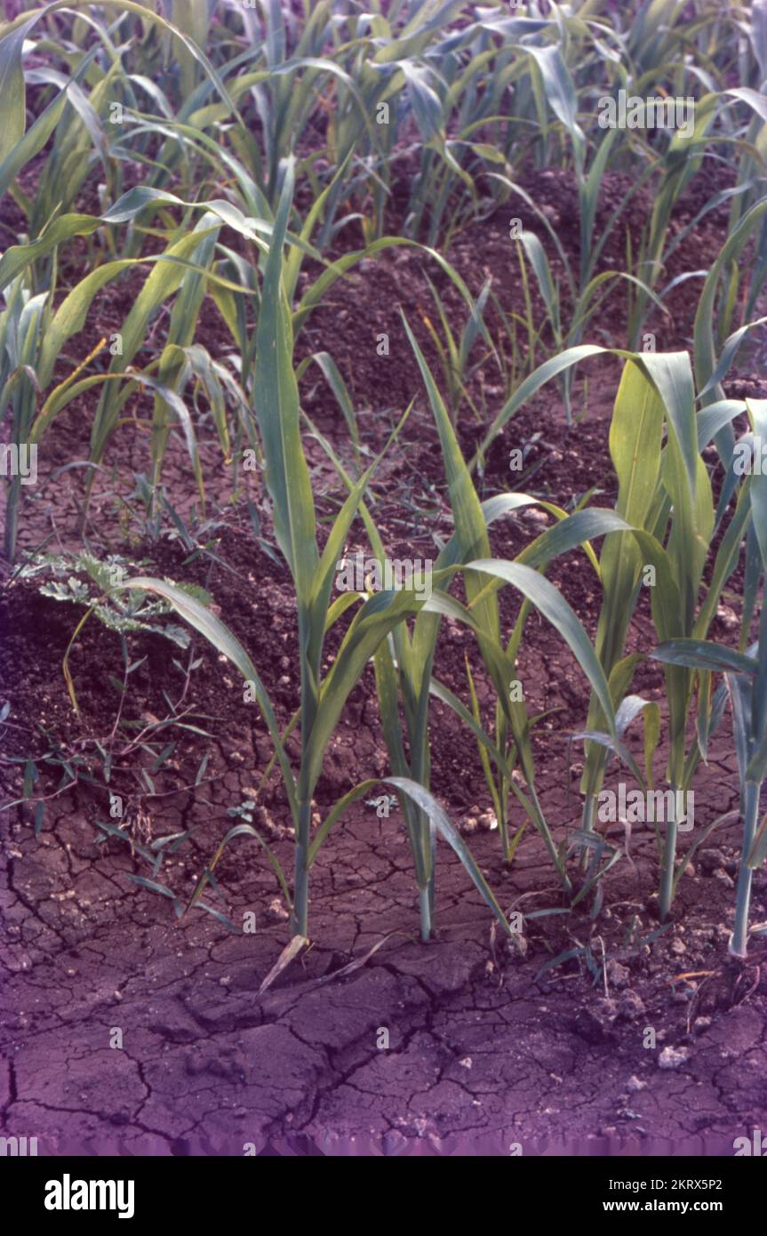 Sugarcane or sugar cane is a species of tall, perennial grass that is ...