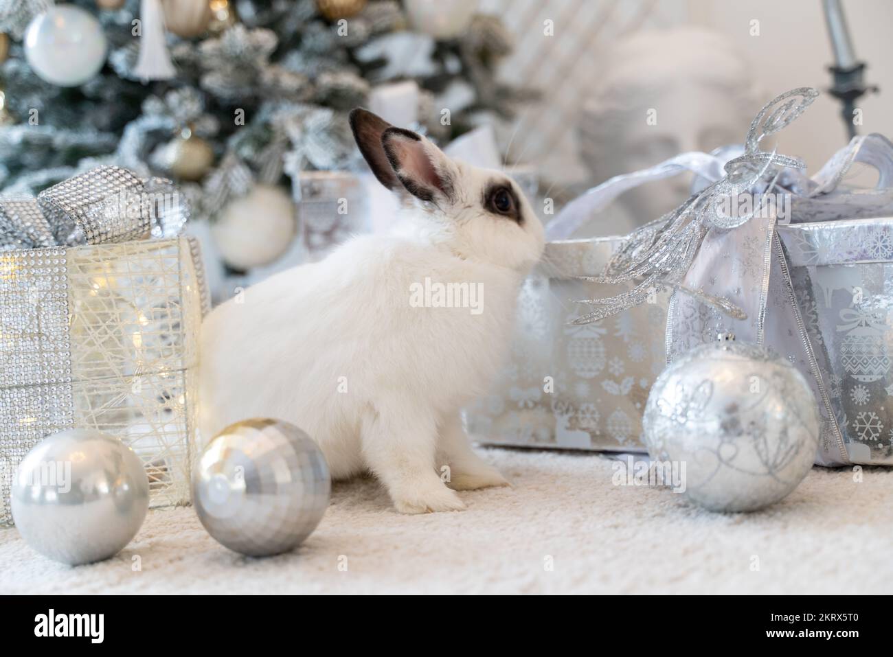 Christmas Rabbit Wallpaper