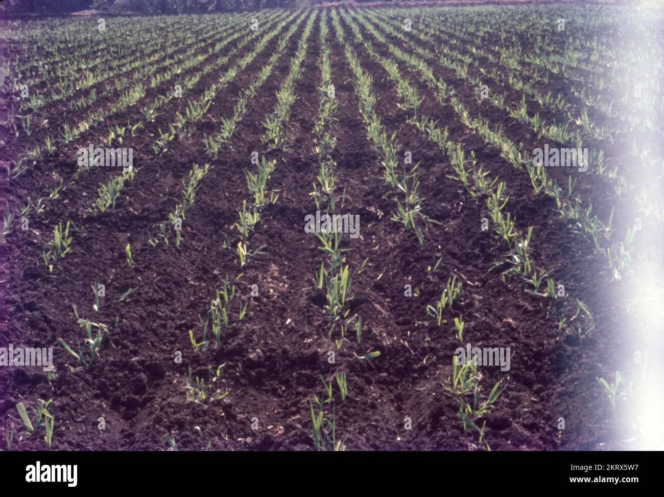 Early stage of sugarcane plants hi-res stock photography and images - Alamy