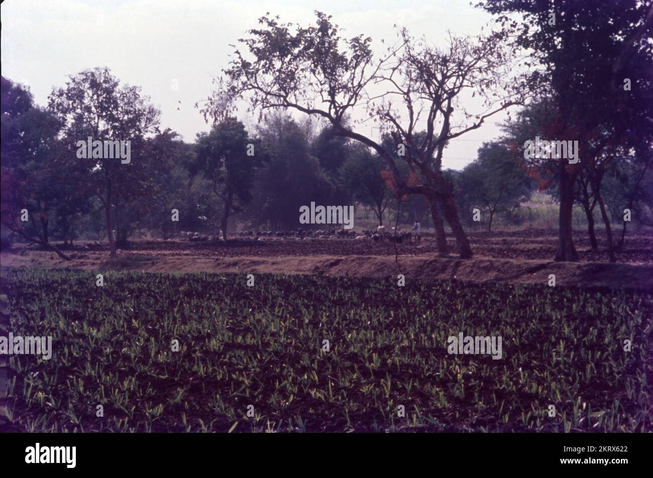Early stage of sugarcane plants hi-res stock photography and images - Alamy