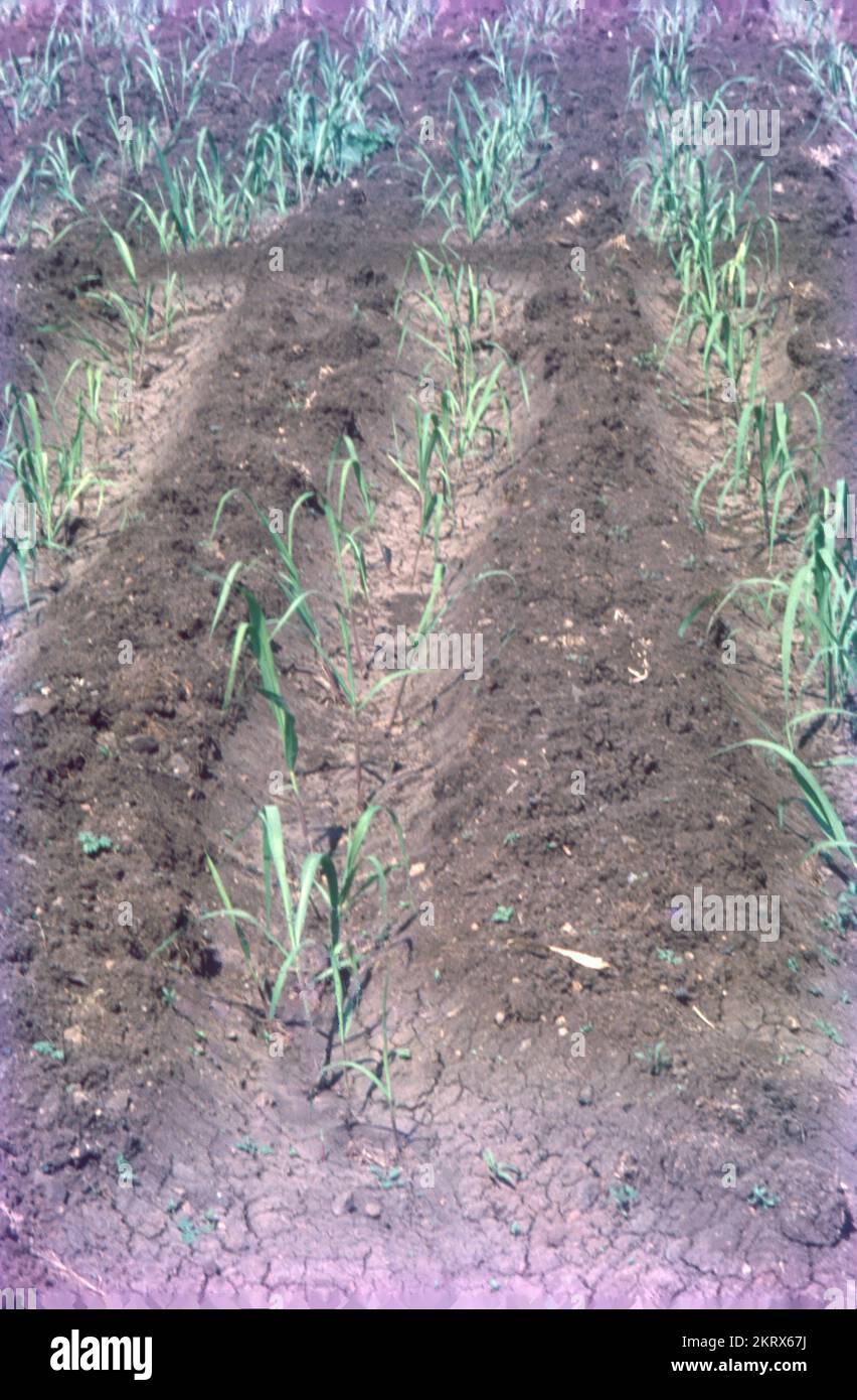 Jointed stout fibrous stalks hi-res stock photography and images - Alamy