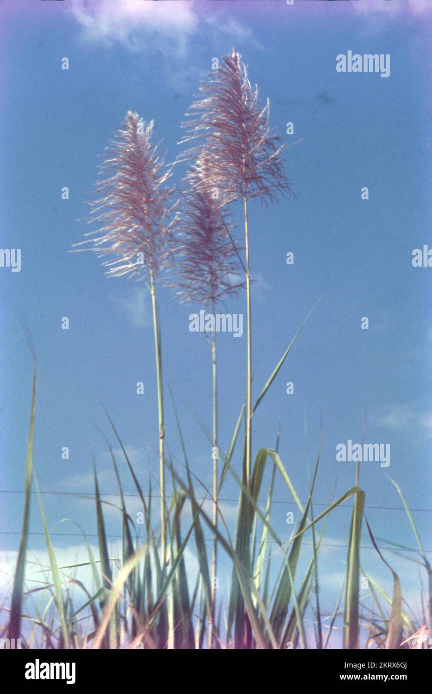 Sugarcane or sugar cane is a species of tall, perennial grass that is ...