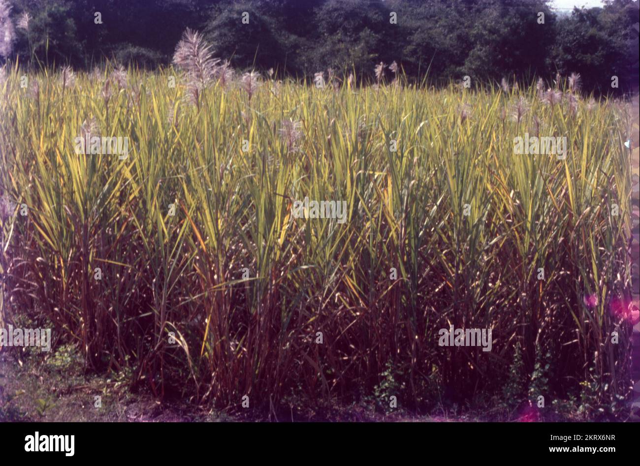 Sugarcane or sugar cane is a species of tall, perennial grass that is ...