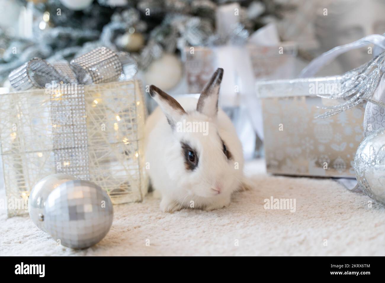 Cute christmas bunny under tree hi-res stock photography and images - Alamy