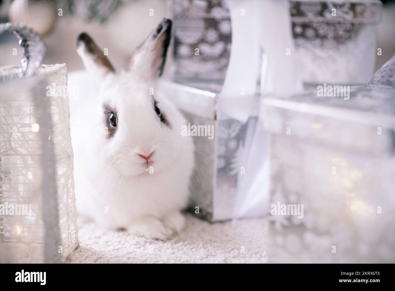 Cute christmas bunny under tree hi-res stock photography and images - Alamy