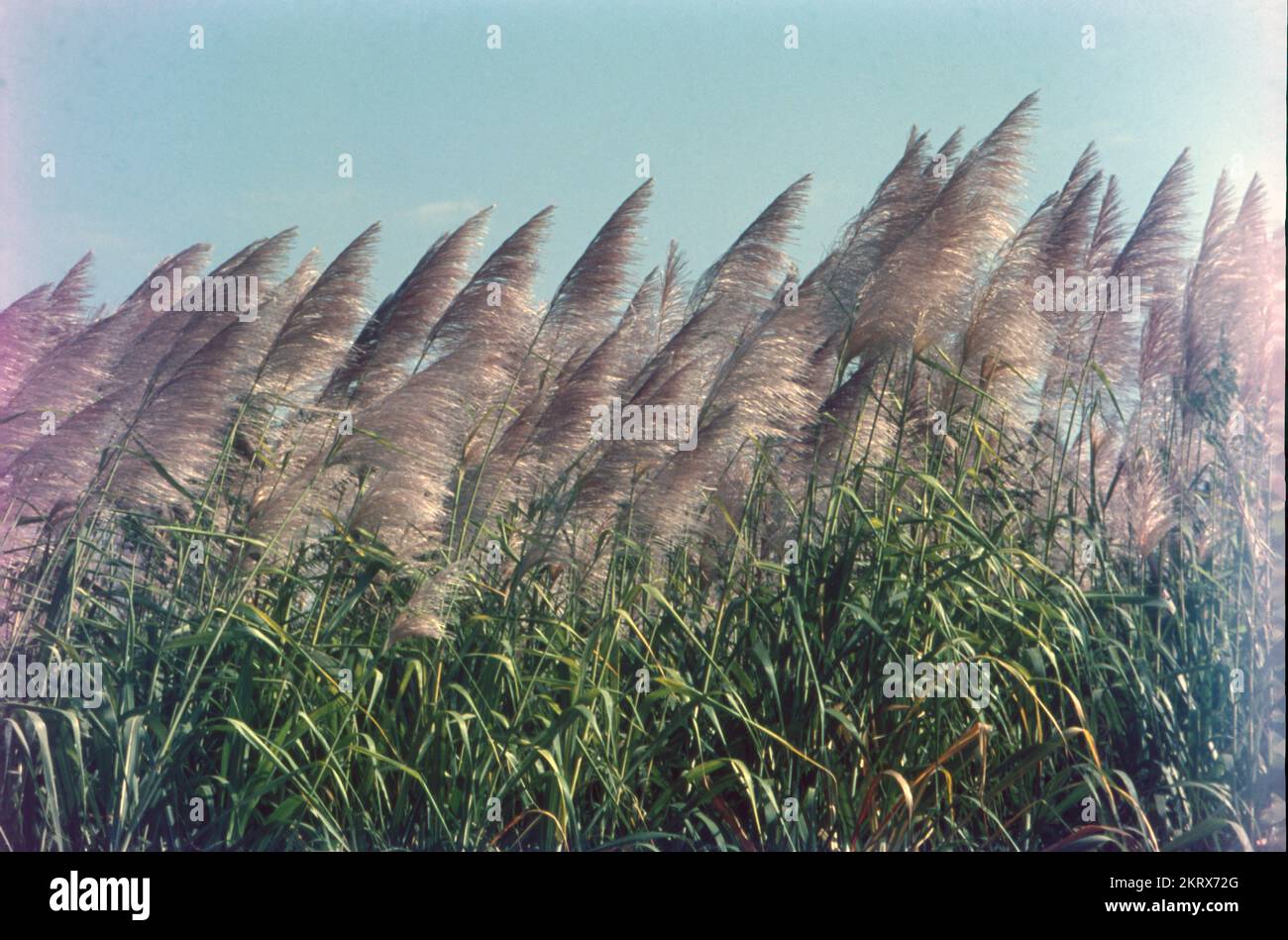 Sugarcane or sugar cane is a species of tall, perennial grass that is ...