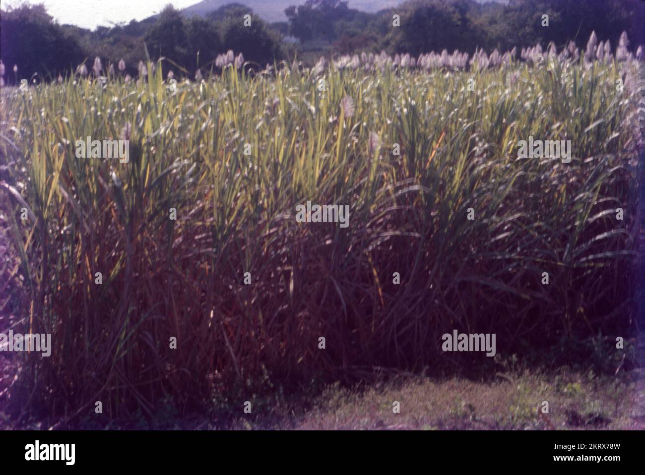 Sugarcane or sugar cane is a species of tall, perennial grass that is ...