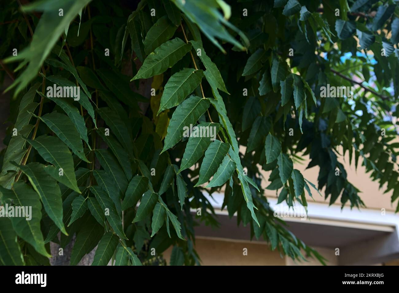 Tree branches growing on a concrete pole Stock Photo - Alamy