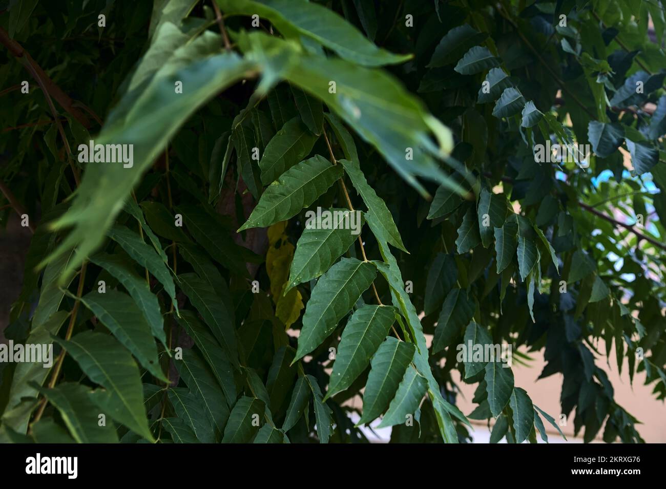 Tree branches growing on a concrete pole Stock Photo - Alamy