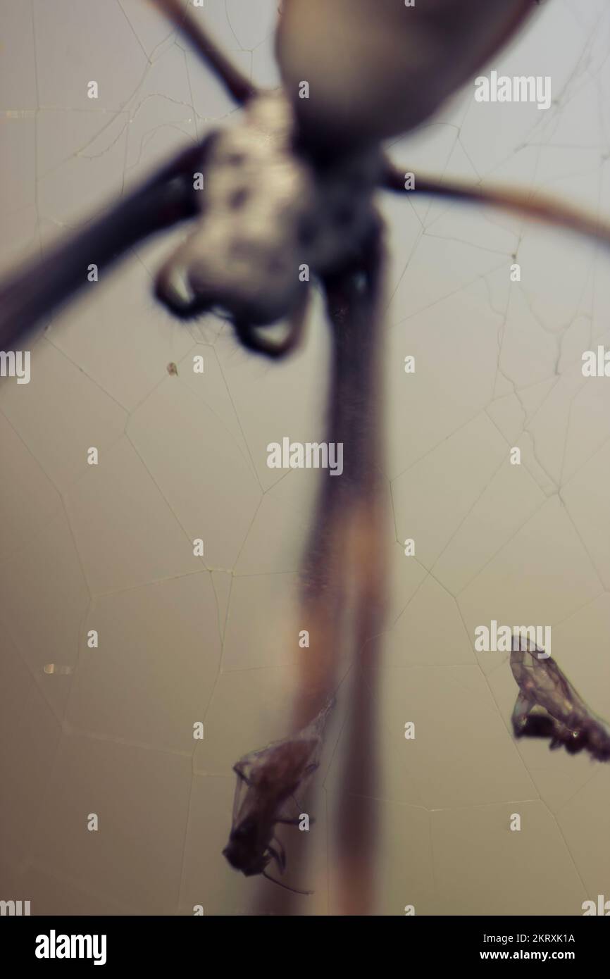 Scary and sinister nature photo from a trapped flies perspective when ...