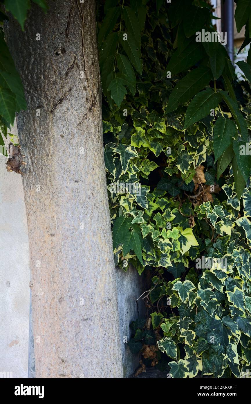 Tree branches growing on a concrete pole Stock Photo - Alamy