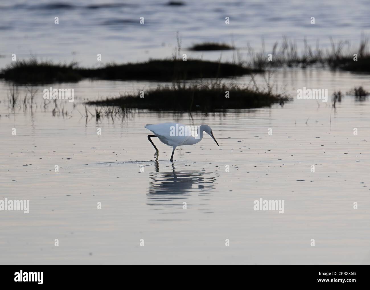Egret little (Egretta garzetta), Mersehead RSPB Reserve, Solway Estuary ...