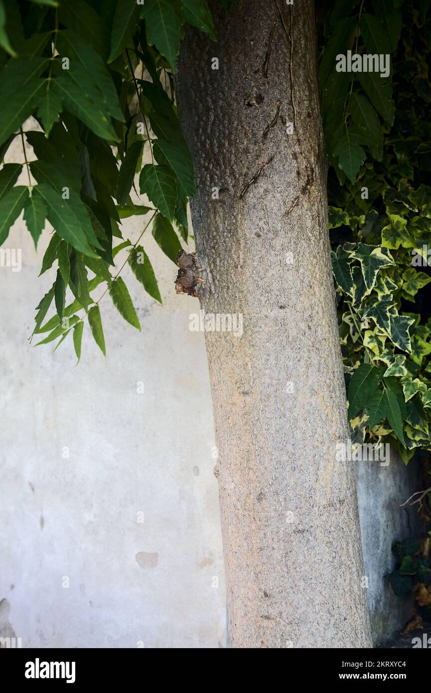 Tree branches growing on a concrete pole Stock Photo - Alamy