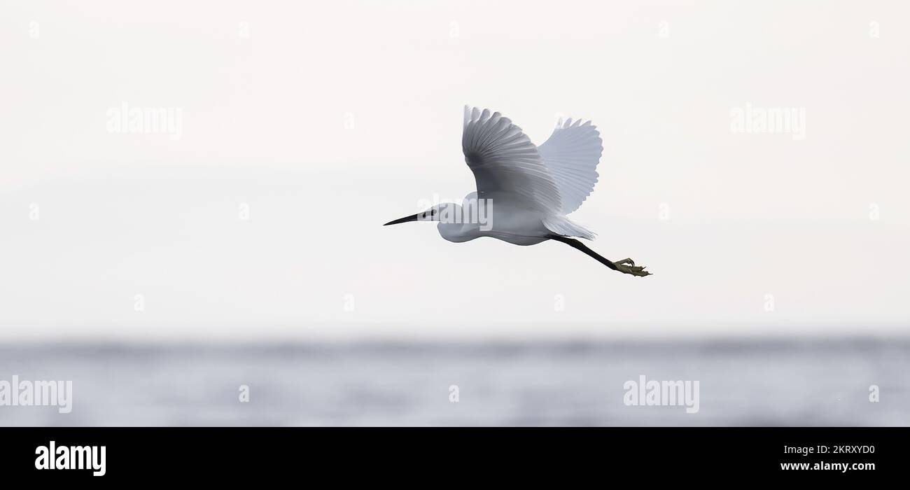 Egret little (Egretta garzetta), Mersehead RSPB Reserve, Solway Estuary ...