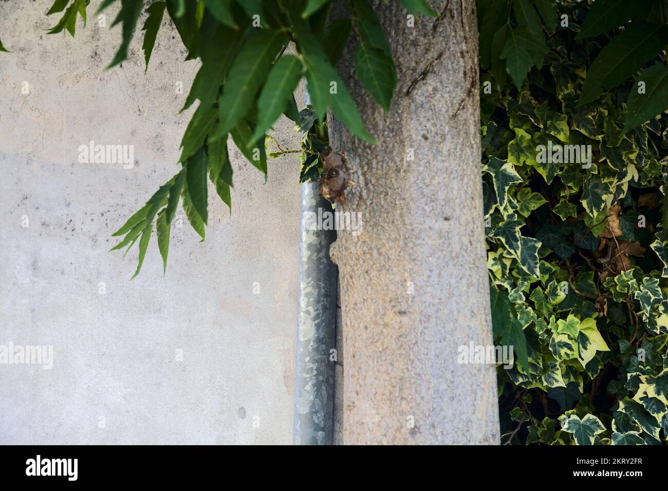 Tree branches growing on a concrete pole Stock Photo - Alamy
