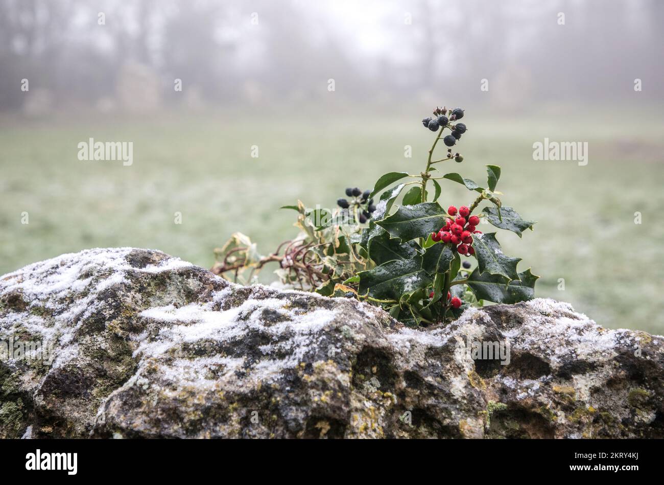 Sprigs of holly with red berries on top of the standing stones in winter at The Rollright Stones ...