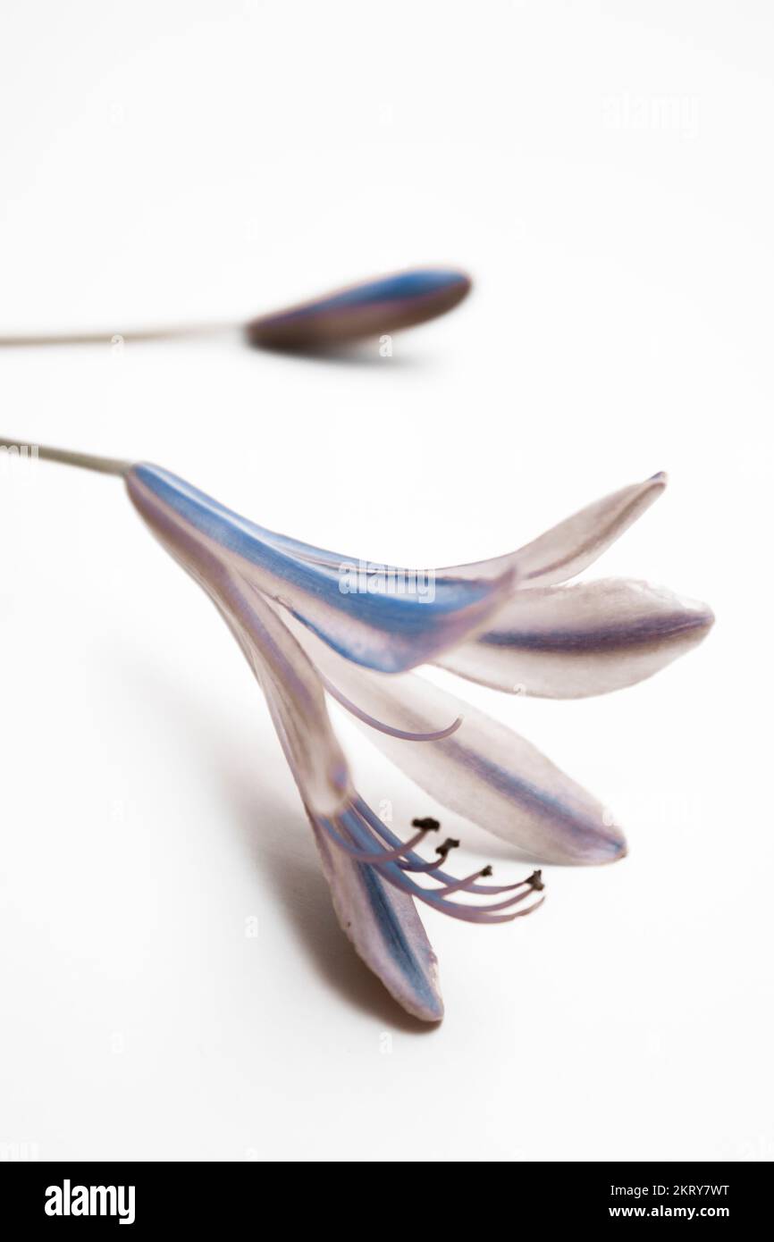 Beautiful blue Bell Agapanthus flowers isolated on white with ...